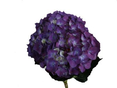 Display Photo | Main Wholesale Florist